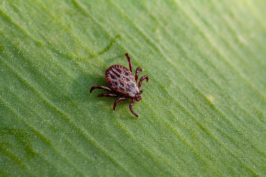 รูปภาพIxodida – เลือกดูภาพถ่ายสต็อก เวกเตอร์ และวิดีโอ341,415 | Adobe Stock