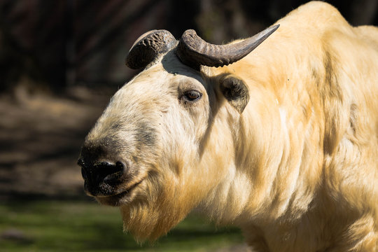 "Sichuan Takin" Images – Browse 275 Stock Photos, Vectors, and Video ...
