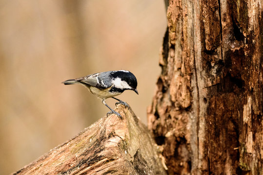 Cince Bilder – Durchsuchen 160 Archivfotos, Vektorgrafiken und Videos ...