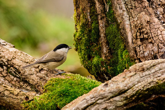 Cince Bilder – Durchsuchen 159 Archivfotos, Vektorgrafiken und Videos ...