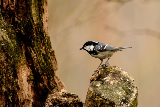 Cince Bilder – Durchsuchen 159 Archivfotos, Vektorgrafiken und Videos ...