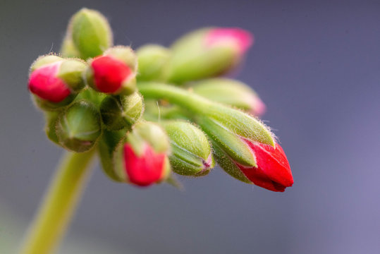 「Pinpollo」の写真素材 | 13件の無料イラスト画像 | Adobe Stock