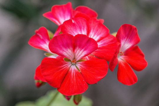 รูปภาพPimpollo – เลือกดูภาพถ่ายสต็อก เวกเตอร์ และวิดีโอ292 | Adobe Stock