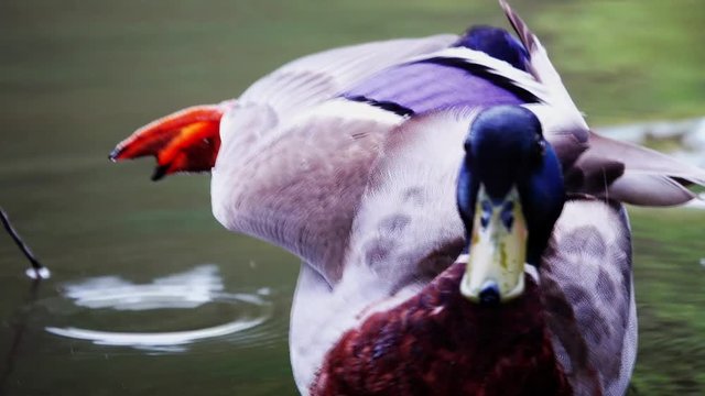 Imagens de Quack – Explore Fotografias do Stock, Vetores e Vídeos de ...