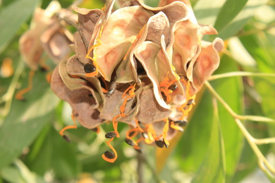 Akashmoni Imagens – Procure 207 fotos, vetores e vídeos | Adobe Stock