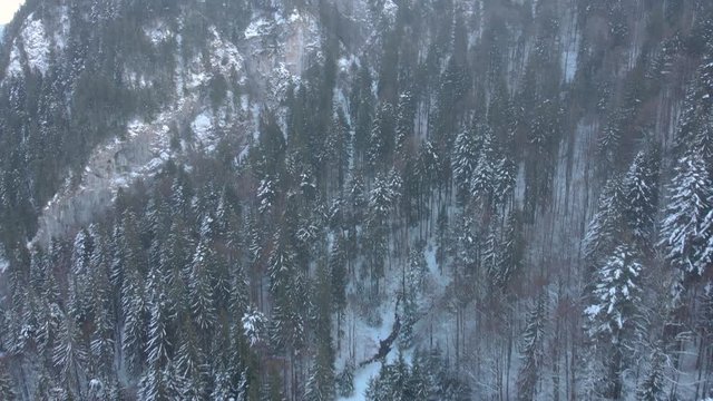 Rachitele Images – Browse 60 Stock Photos, Vectors, and Video | Adobe Stock