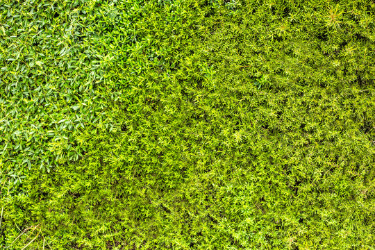 Matojo bilder – Bläddra bland 158 stockfoton, vektorer och videor ...