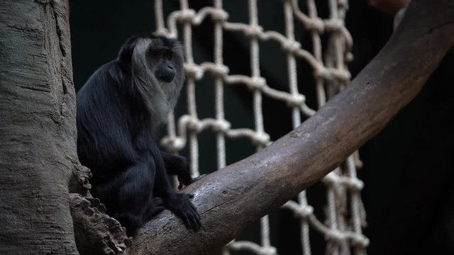 "Lion-Tailed Macaque" Images – Browse 845 Stock Photos, Vectors, and ...