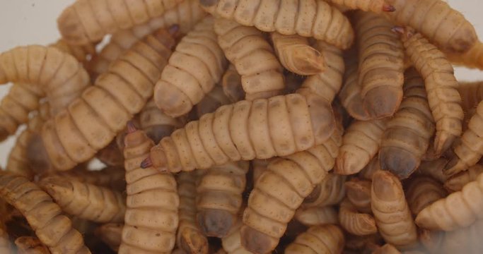 Maggots Bilder – Durchsuchen 53,274 Archivfotos, Vektorgrafiken und ...