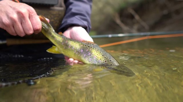 Truta Images – Browse 325 Stock Photos, Vectors, and Video | Adobe Stock