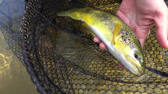 Truta Images – Browse 292 Stock Photos, Vectors, and Video | Adobe Stock