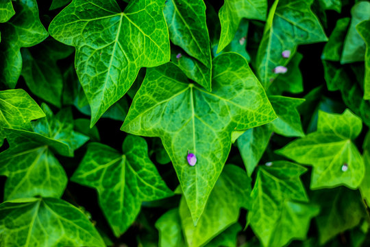 รูปภาพMatojo – เลือกดูภาพถ่ายสต็อก เวกเตอร์ และวิดีโอ163 | Adobe Stock