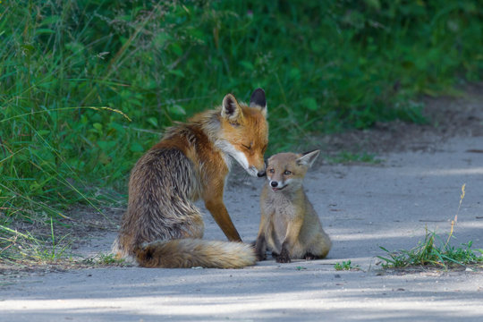Fuchsbaby Bilder – Durchsuchen 54,947 Archivfotos, Vektorgrafiken und ...