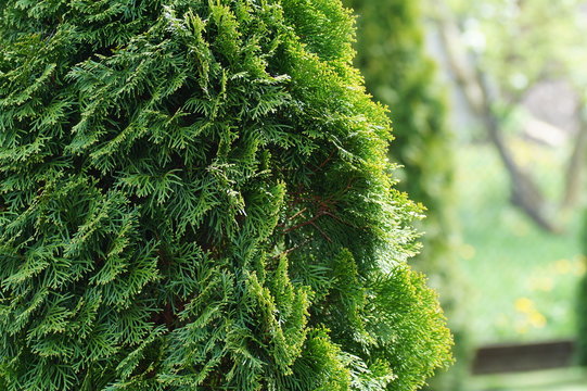 Tuje Bilder – Durchsuchen 122 Archivfotos, Vektorgrafiken und Videos ...