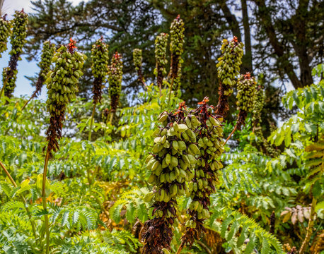 รูปภาพMelianthaceae – เลือกดูภาพถ่ายสต็อก เวกเตอร์ และวิดีโอ10 | Adobe ...