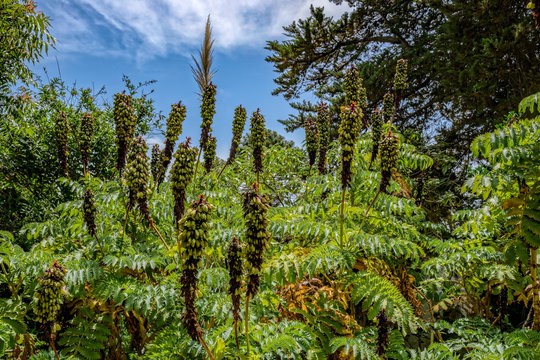 รูปภาพMelianthaceae – เลือกดูภาพถ่ายสต็อก เวกเตอร์ และวิดีโอ12 | Adobe ...