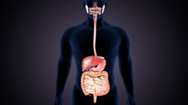 รูปภาพEsophagus – เลือกดูภาพถ่ายสต็อก เวกเตอร์ และวิดีโอ37,126 | Adobe ...