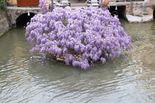 Lilla Bilder – Durchsuchen 6,118 Archivfotos, Vektorgrafiken und Videos ...