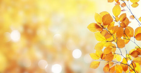 20+ Free Fall Landscape Background | Free HD Downloads - Pikwizard