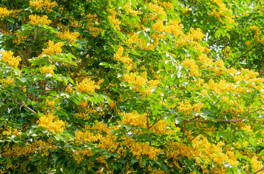 Philippine National Tree Narra