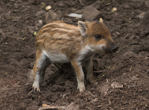Baby Boar