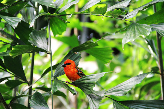 Birdi Images – Browse 20 Stock Photos, Vectors, and Video | Adobe Stock