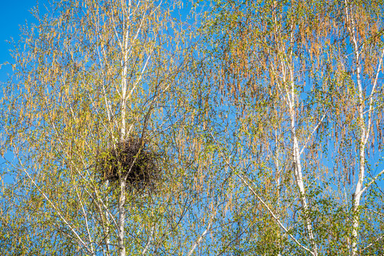 รูปภาพBirche – เลือกดูภาพถ่ายสต็อก เวกเตอร์ และวิดีโอ163 | Adobe Stock