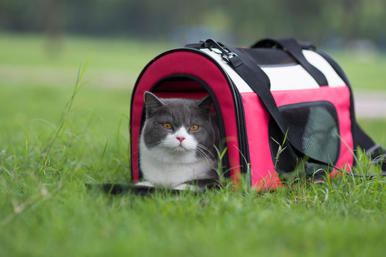 Fluchttier Bilder – Durchsuchen 23,444 Archivfotos, Vektorgrafiken und ...