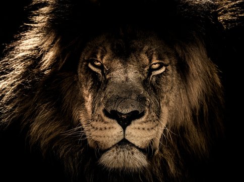 Lion Immagini - Sfoglia 623,490 foto, vettoriali e video Stock | Adobe ... Lion Immagini - Sfoglia 623,490 foto, vettoriali e video Stock | Adobe ...