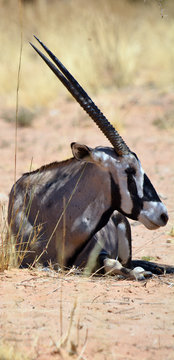 Gemsbuck Images – Browse 9,379 Stock Photos, Vectors, and Video | Adobe ...