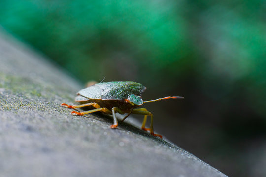Euarthropoda Images – Parcourir 294 le catalogue de photos, vecteurs et ...