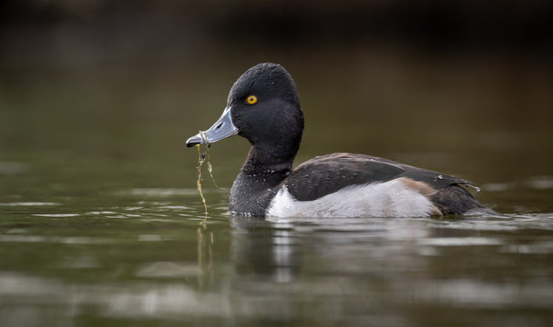"Ring-Necked Duck" Images – Browse 1,103 Stock Photos, Vectors, and ...