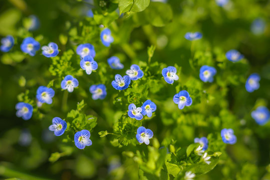 Ground Cover Plants 影像 – 瀏覽 58,677 個素材庫相片、向量圖和影片 | Adobe Stock