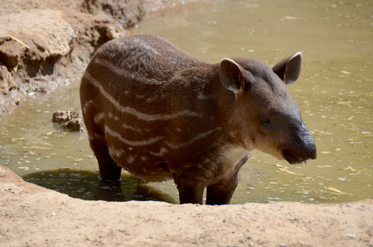 Kabomani Tapir