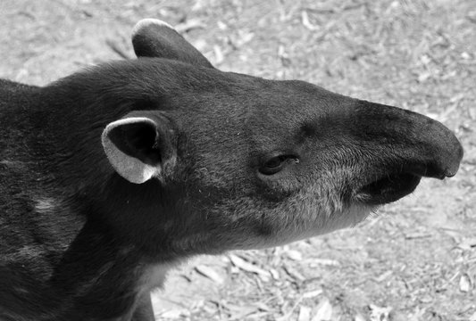 Tapirus Kabomani