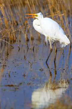 Gret Images – Browse 208 Stock Photos, Vectors, and Video | Adobe Stock