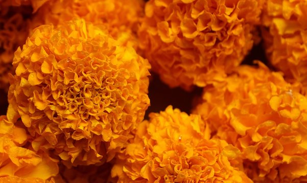 รูปภาพMerigold – เลือกดูภาพถ่ายสต็อก เวกเตอร์ และวิดีโอ289 | Adobe Stock