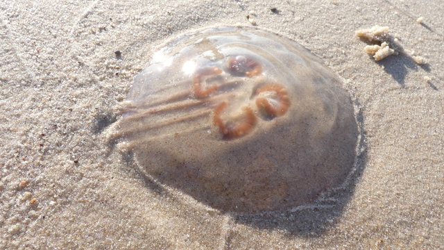 รูปภาพMeduza – เลือกดูภาพถ่ายสต็อก เวกเตอร์ และวิดีโอ830 | Adobe Stock