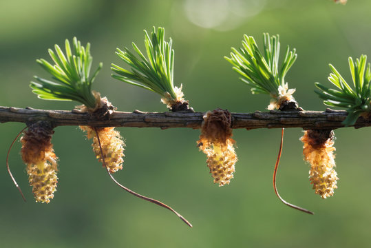 รูปภาพMicrostrobilus – เลือกดูภาพถ่ายสต็อก เวกเตอร์ และวิดีโอ208 ...