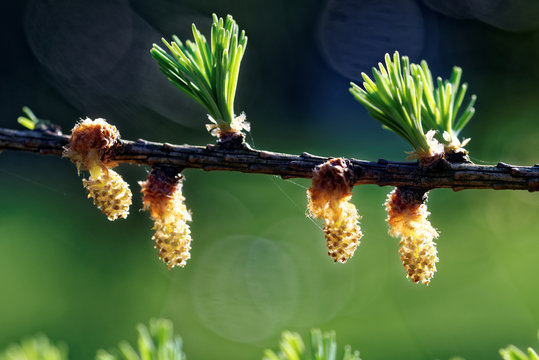 รูปภาพMicrostrobilus – เลือกดูภาพถ่ายสต็อก เวกเตอร์ และวิดีโอ208 ...