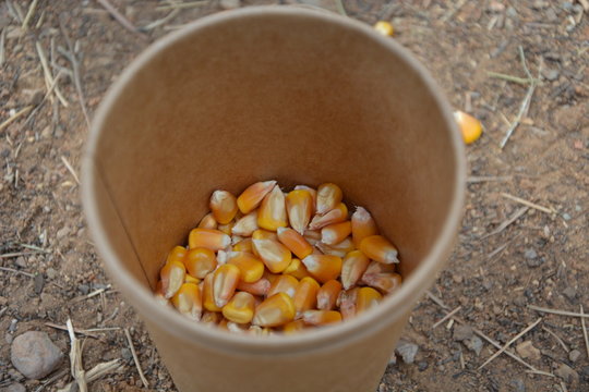 「Desgranado」の写真素材 | 36件の無料イラスト画像 | Adobe Stock