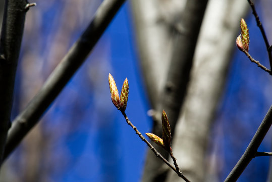"Tree Bud" Images – Browse 515 Stock Photos, Vectors, and Video | Adobe ...