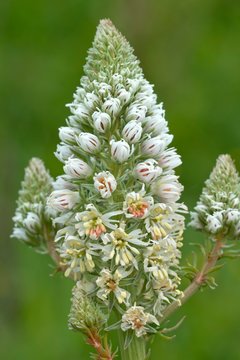 Resede Bilder – Durchsuchen 647 Archivfotos, Vektorgrafiken und Videos ...