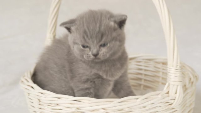 Catling Images – Browse 2,094 Stock Photos, Vectors, and Video | Adobe ...