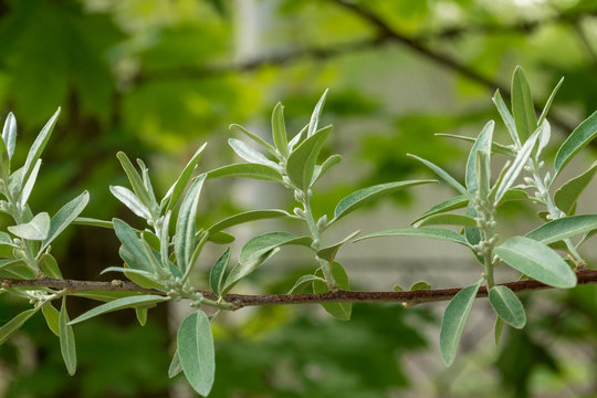 "Siber Bilder – Durchsuchen 1,055 Archivfotos, Vektorgrafiken und ...