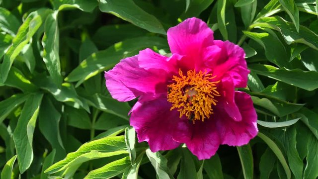 Sedulity Images – Browse 46 Stock Photos, Vectors, and Video | Adobe Stock