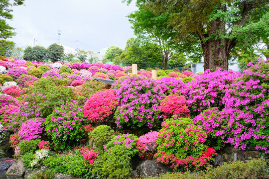 Azalea Bilder – Durchsuchen 67,835 Archivfotos, Vektorgrafiken und ...