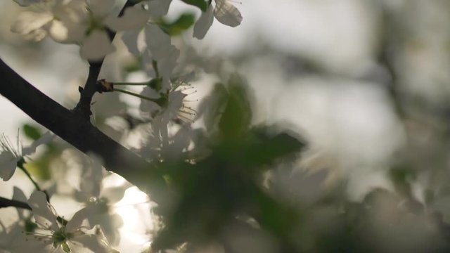 รูปภาพPlum-Tree – เลือกดูภาพถ่ายสต็อก เวกเตอร์ และวิดีโอ1,552 | Adobe Stock