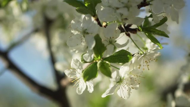 รูปภาพPlum-Tree – เลือกดูภาพถ่ายสต็อก เวกเตอร์ และวิดีโอ1,552 | Adobe Stock