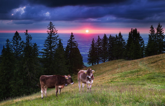 Wildrinder Bilder – Durchsuchen 41,072 Archivfotos, Vektorgrafiken und ...